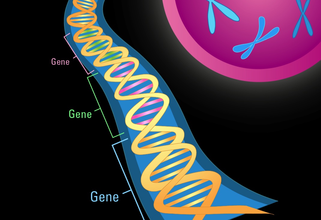 IntellxxDNA ™ Packages – Indiana Center for Functional Medicine (Peak ...
